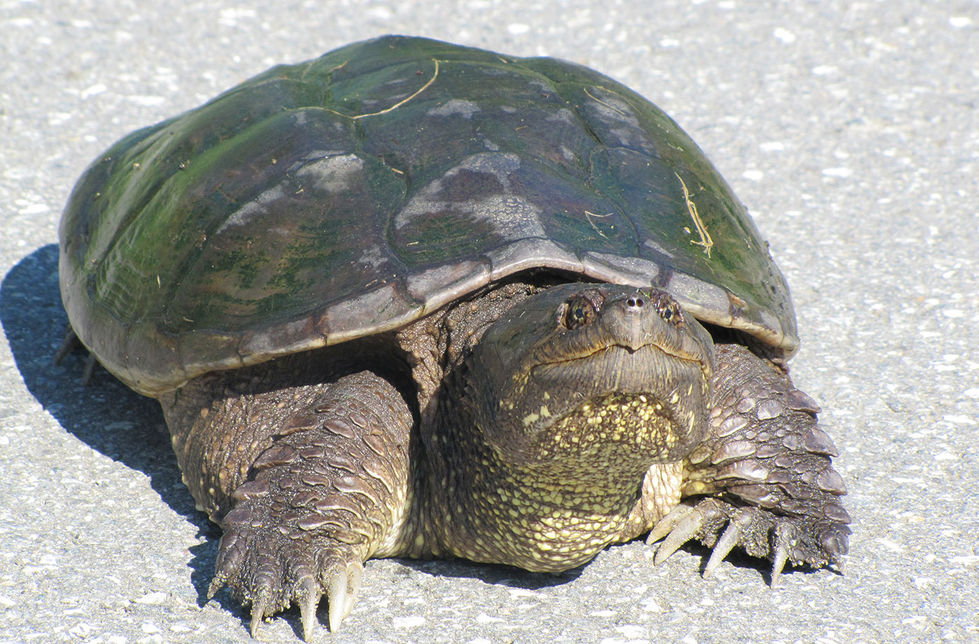 Reptile of the Month: Snapping Turtles – Mastics-Moriches-Shirley ...